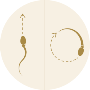 What is normal sperm motility? Understanding semen parameters