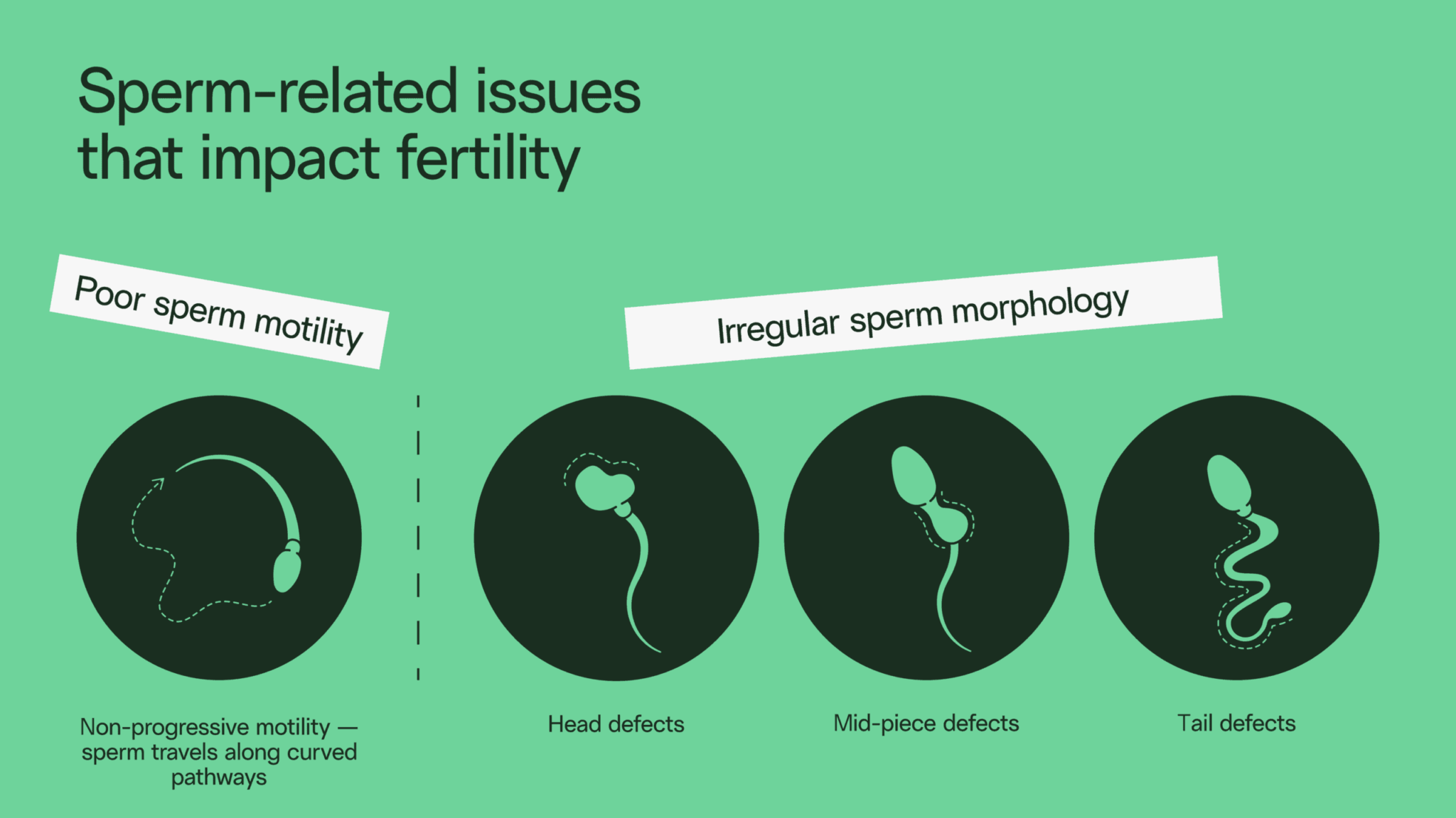 What is sperm hyperactivation? – Factors in male fertility | Legacy