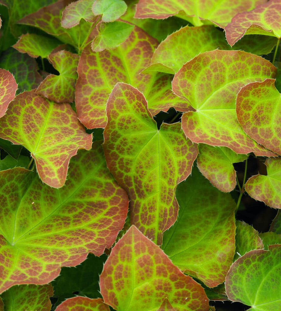 Horny goat weed for male fertility — Supplements for male fertility ...