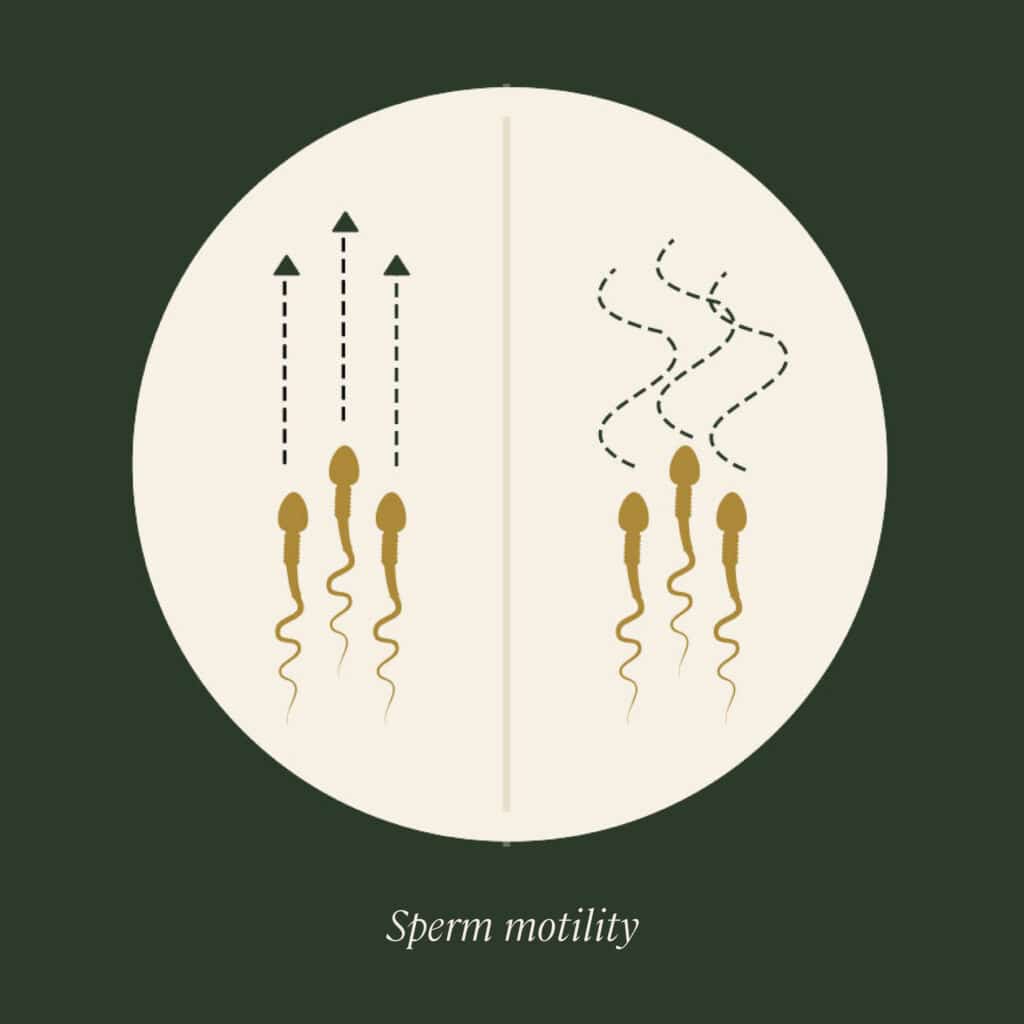 Guide to Sperm Quality and Motility Improvement | Legacy