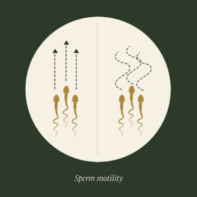 Guide to Sperm Quality and Motility Improvement | Legacy