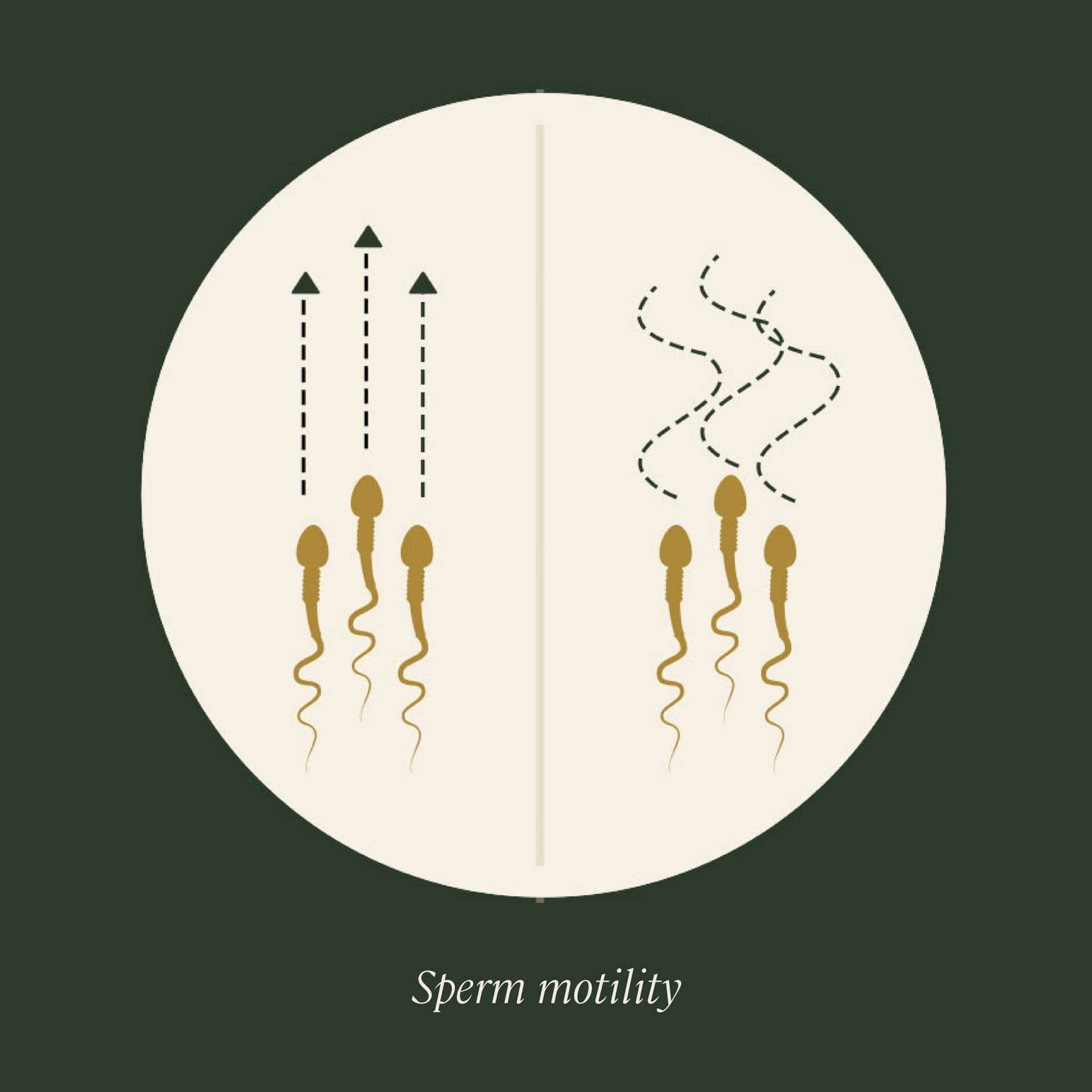 Male Fertility Infertility Guide Legacy Sperm Testing Freezing