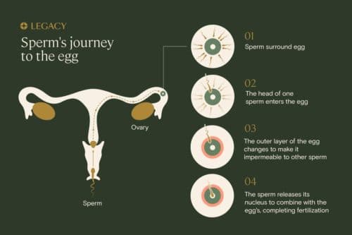 Guide to Sperm: Sperm Motility and Male Fertility | Legacy