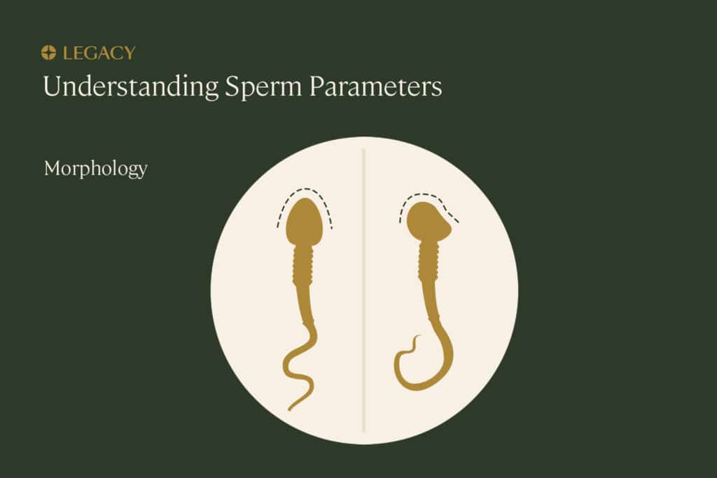 Guide to Sperm Testing & Semen Analysis | Legacy