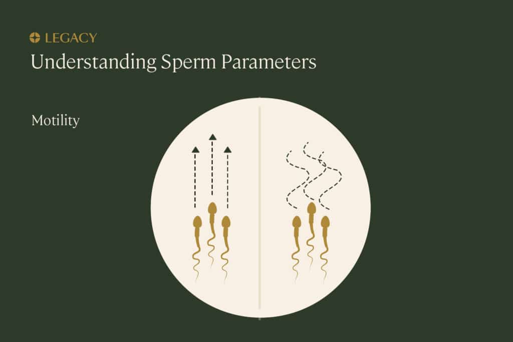 Guide to Sperm Quality & Sperm Motility | Legacy