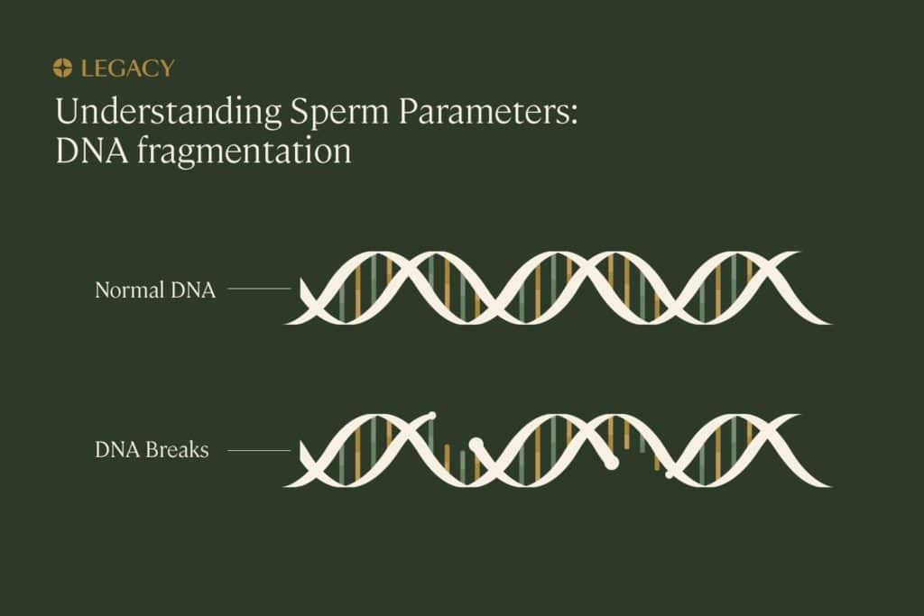 Guide to Sperm DNA Fragmentation & Testing | Legacy